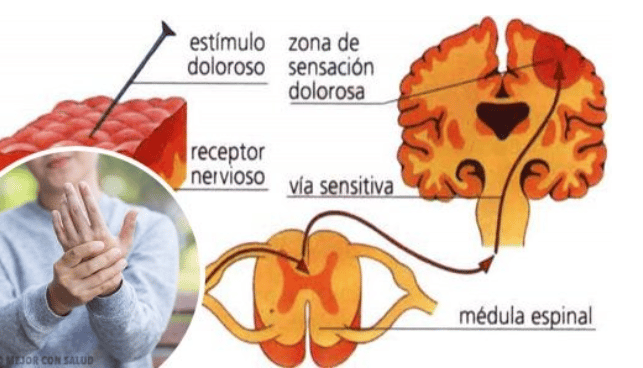 Por Qué Y Cómo Sentimos Dolor. - Psicologistica